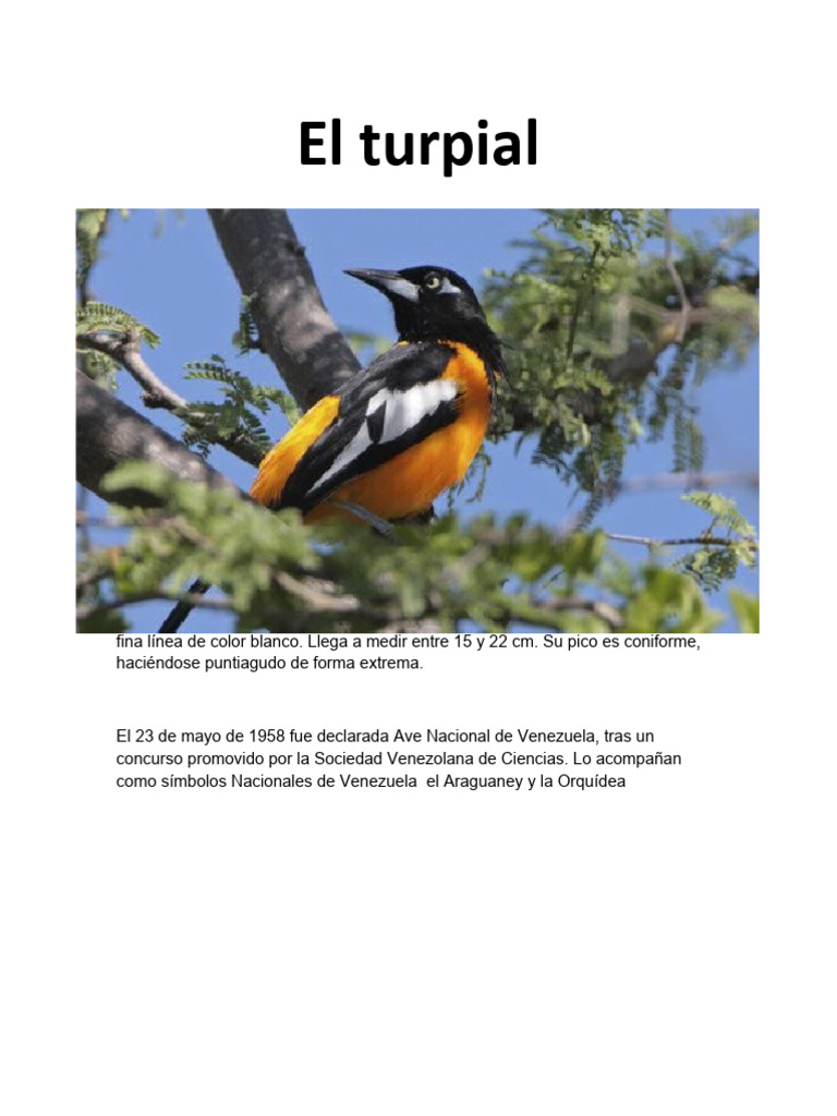 El Turpial | PDF