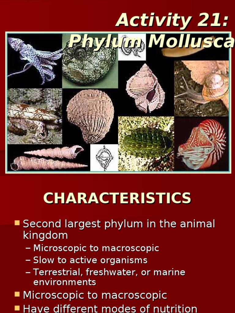 Activity 21_ppt Phylum Mollusca | Bivalvia | Mollusca | Free 30-day ...