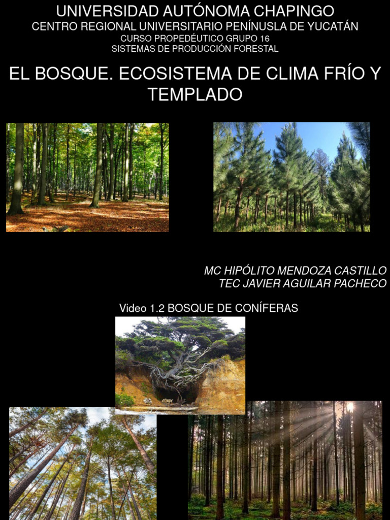 Los Bosques - Ecosistema de Clima Frío y Templado | PDF