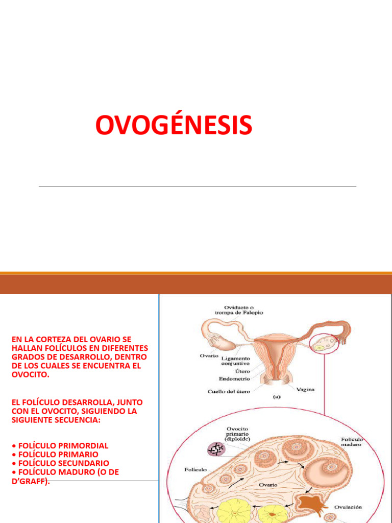 ovogenesis | PDF | Ciclo menstrual | Reproducción