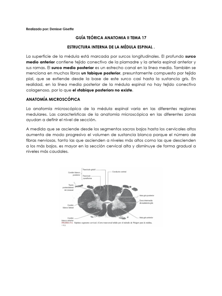 Guia Teorica Anatomia Ii Tema 17 | PDF | Médula espinal | Materia gris