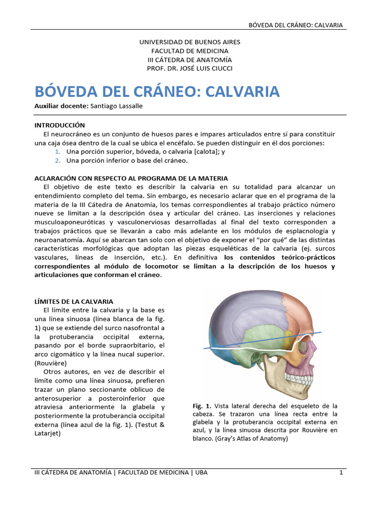 Anatomía de la Calvaria Craneal | PDF | Articulación | Cráneo