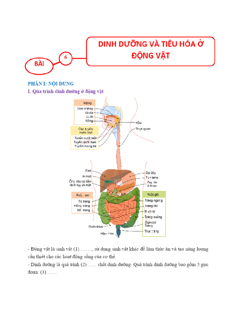 Bai 6 Dinh Duong Va Tieu Hoa o Dong Vat Gvdocx 1600 PDF - Gdrive.vip | PDF