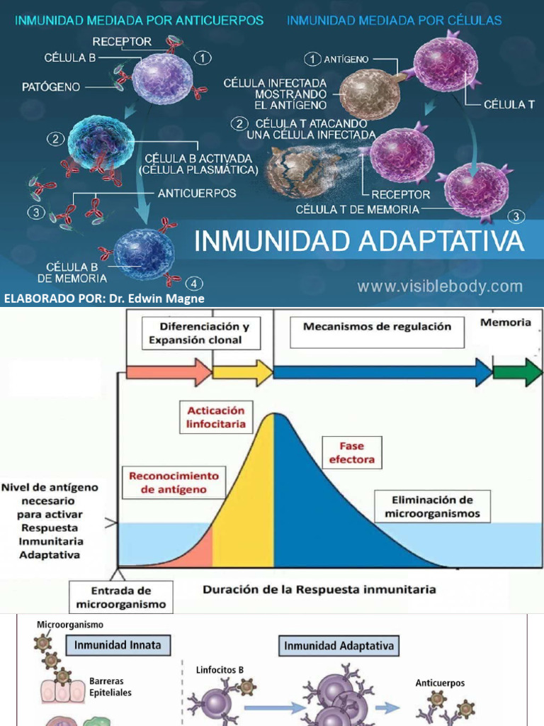 Inmunidad Adaptativa | PDF