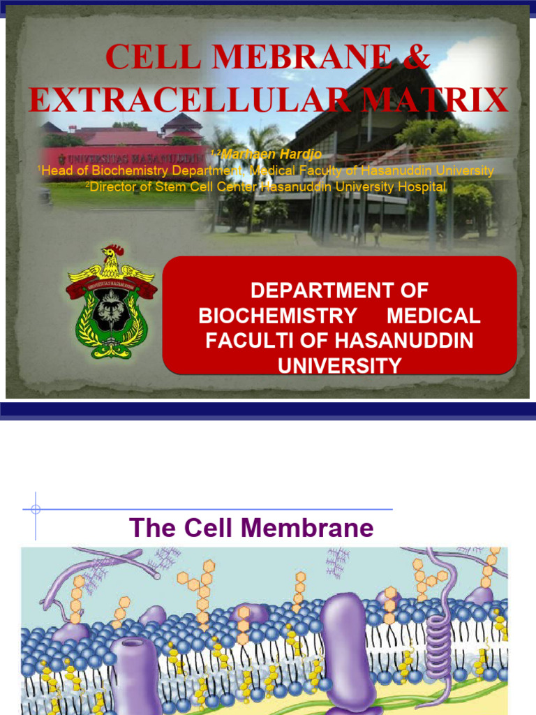 Cell Membrane and Extracellular Matrix Overview | PDF | Cell Membrane ...