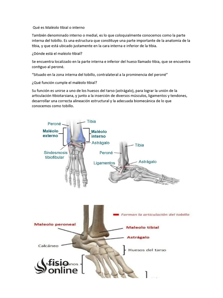 Qué Es Maléolo Tibial o Interno | PDF | Tobillo | Anatomía del miembro ...