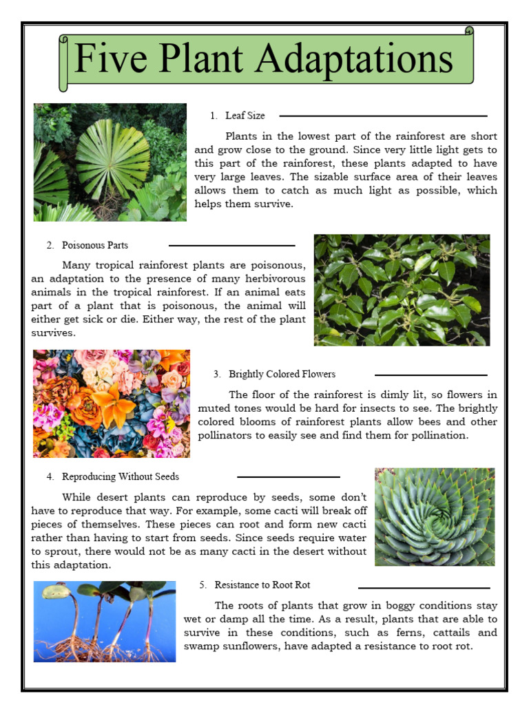 Five Plant Adaptations | PDF