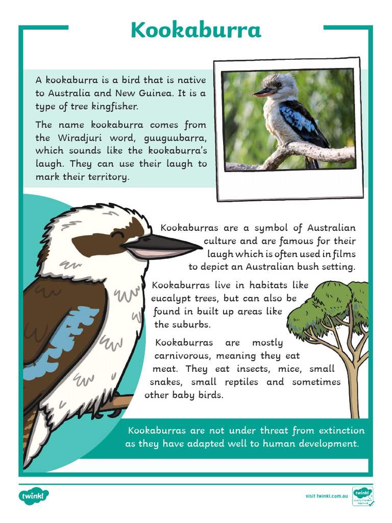 Kookaburra: Symbol of Australia | PDF