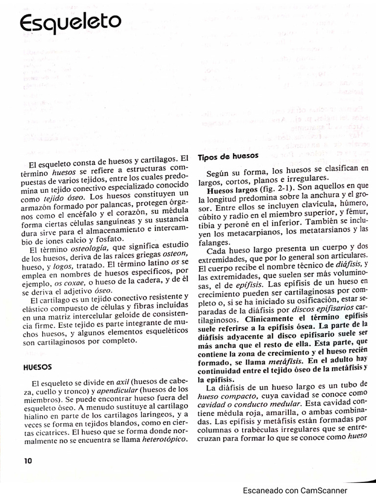 Esqueleto | PDF
