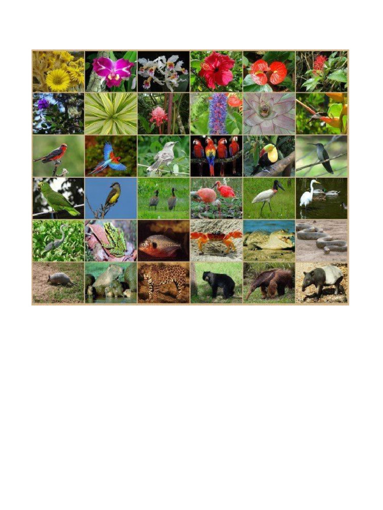 Flora y Fauna | PDF