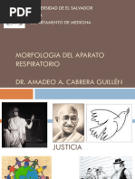 Anatomia de Via Aerea Inferior | PDF | Pulmón | Anatomía