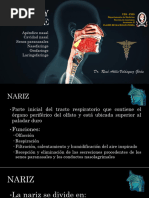 Anatomía y Fisiología de Nariz y Senos Paranasales | PDF | Nariz humana | Otorrinolaringología