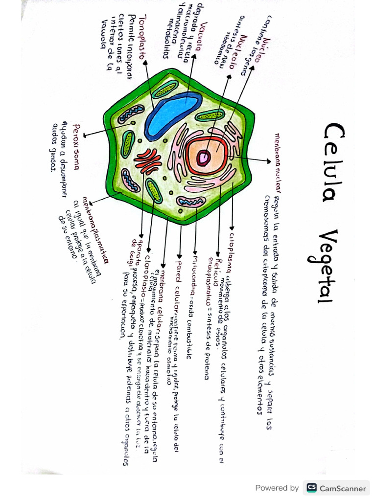 CELULA VEGETAL | PDF