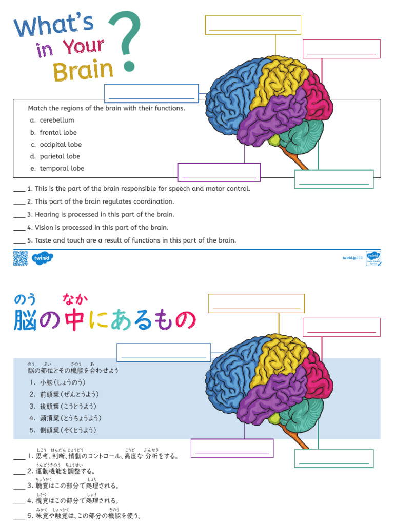 Whats in Your Brain Dual Language Worksheet - Ver - 2 | PDF