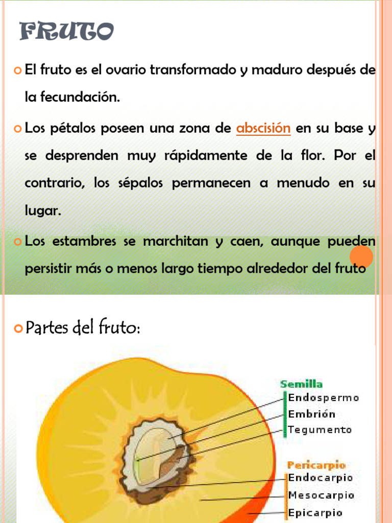 Partes y Clasificación del Fruto | PDF | Germinación | Semilla