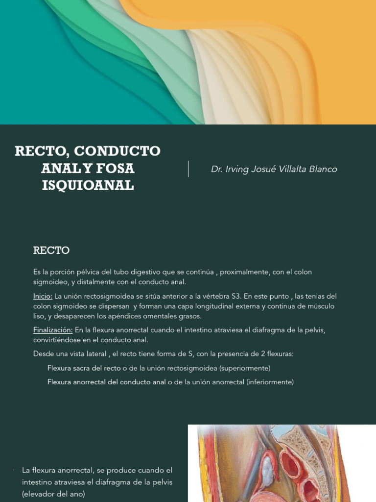 Clase 17. Recto, Conducto Anal y Fosa Isquioanal | PDF | Recto | Pelvis