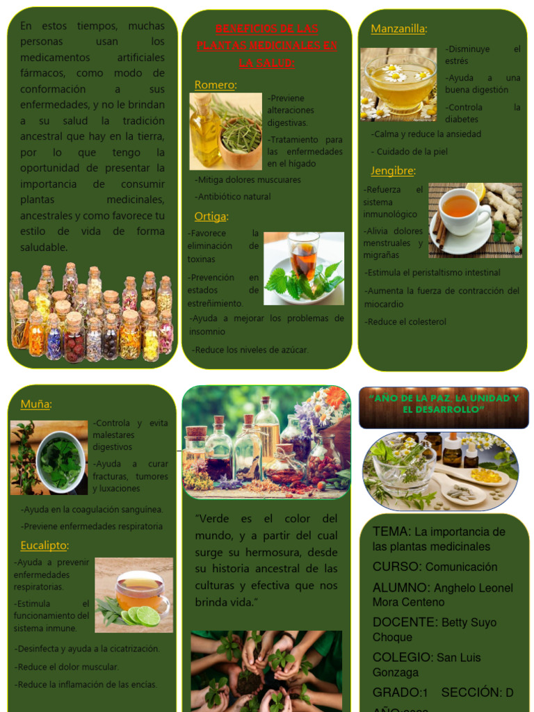 triptico plantas medicinales | PDF | Causas de la muerte | Medicina