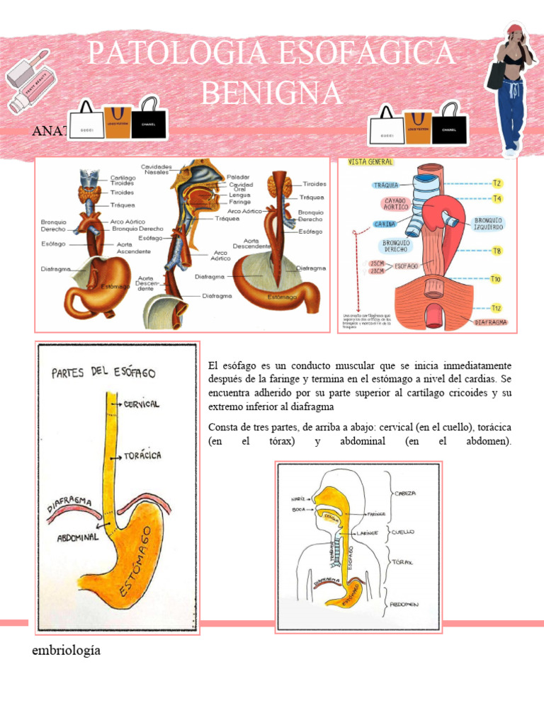 Imágenes del Esófago y su Patología | PDF | Esófago | La enfermedad por ...