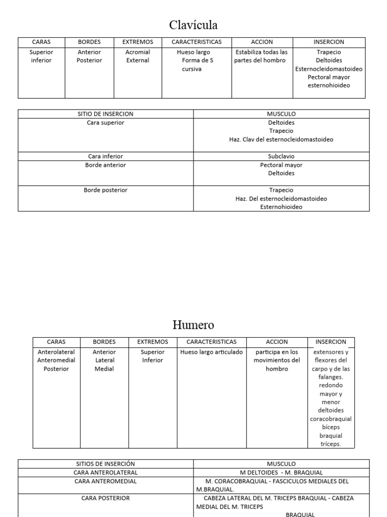 Anatomía del Húmero y Escápula | PDF | Hombro | Sistema musculoesquelético