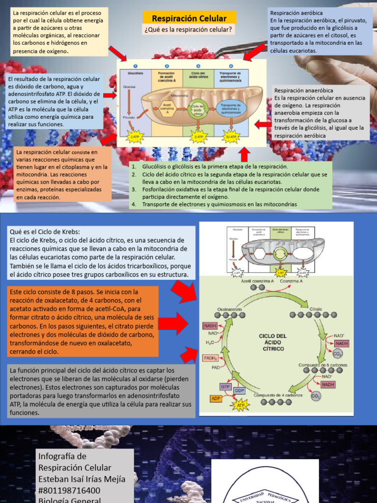 Infografía Respiracíon Celúlar Esteban Isaí Irías Mejía Biología ...