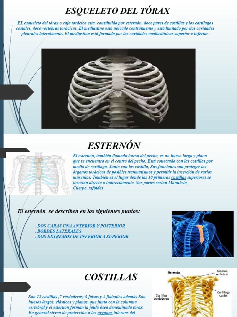 Anatomía del Tórax: Esternón y Costillas | PDF | Tórax | Sistema ...