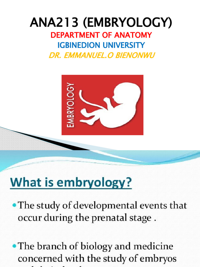 Ana 213 Full Slide..Dr Bien. | PDF | Menstrual Cycle | Placenta