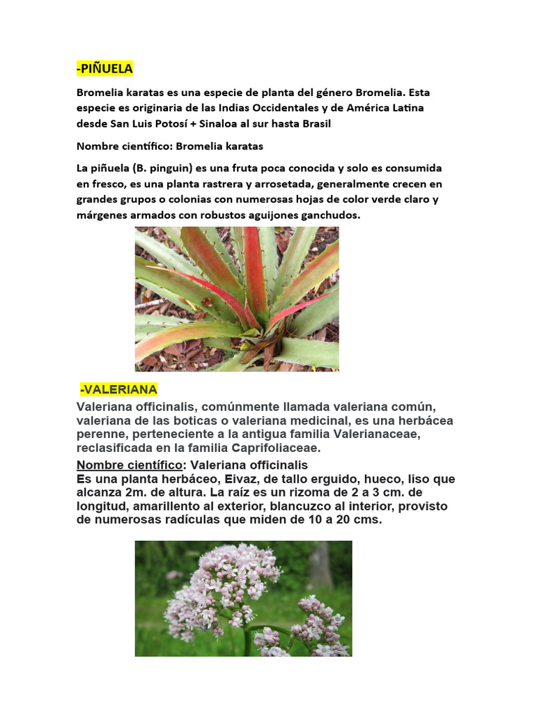 PIÑUELA | PDF | Cilantro | Helecho