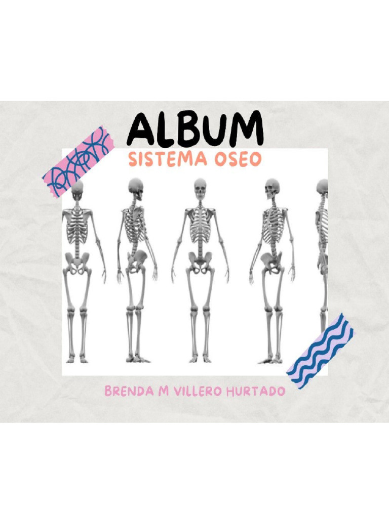 Estructura del Sistema Óseo Humano | PDF | Cráneo | Hombro
