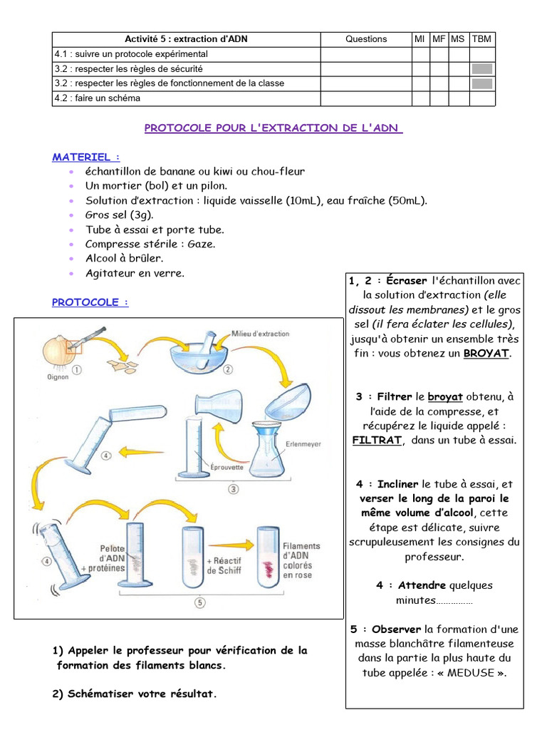 Protocole d'extraction d'ADN de banane | PDF | Chimie