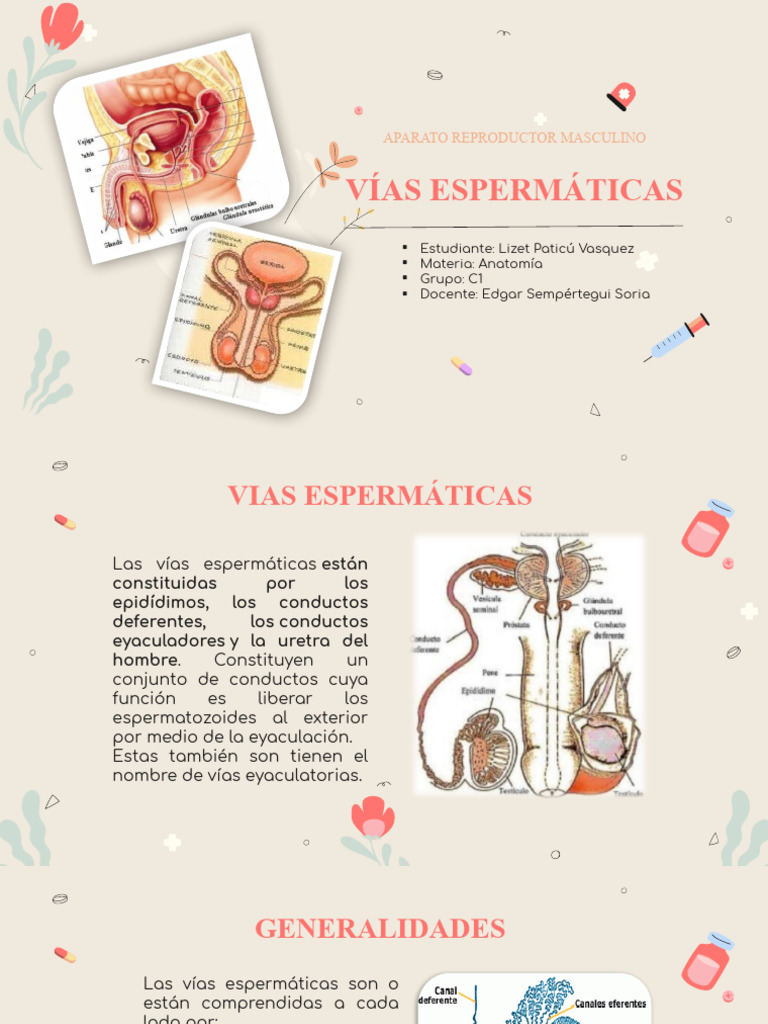 Vias Espermaticas Diapo | PDF | Próstata | Órgano (anatomía)