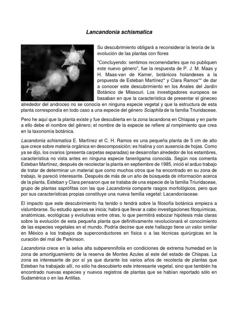 Lacandonia schismatica: Un nuevo género botánico | PDF | Botánica | Plantas