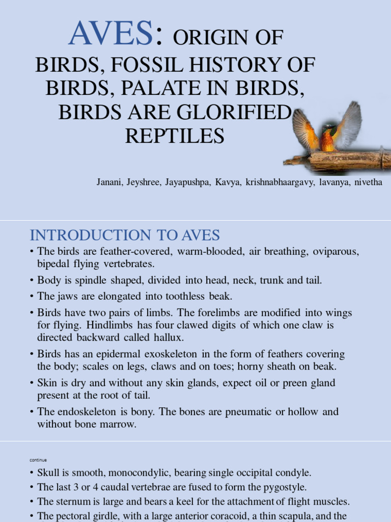 Aves- Phylogeny Fin | PDF | Birds | Reptile