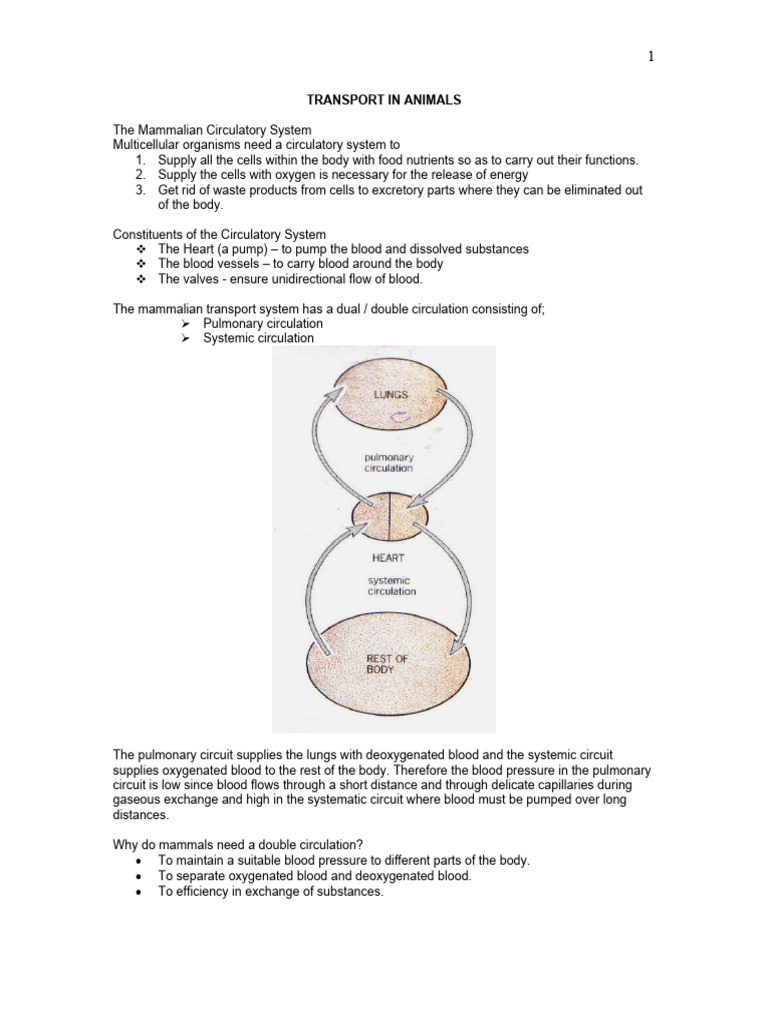 Transport in Animals | PDF | Atrium (Heart) | Artery