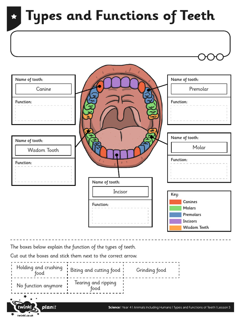 activity-sheet-types-and-functions-of-teeth | PDF | Tooth | Dental Anatomy