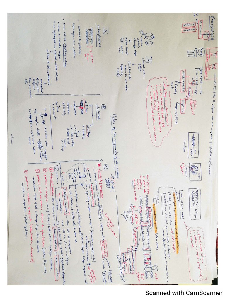 Cell Membrane Notes | PDF