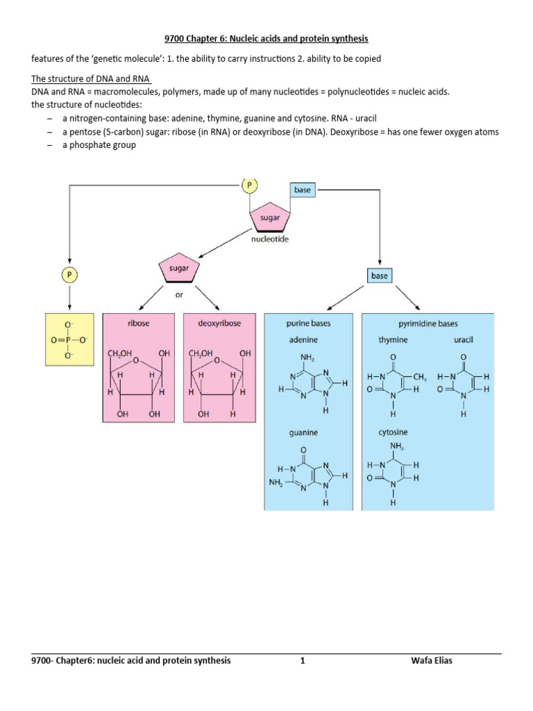 9700 Chapter 6 Nucleic Acids and Protein Synthesis Study Sheet ...