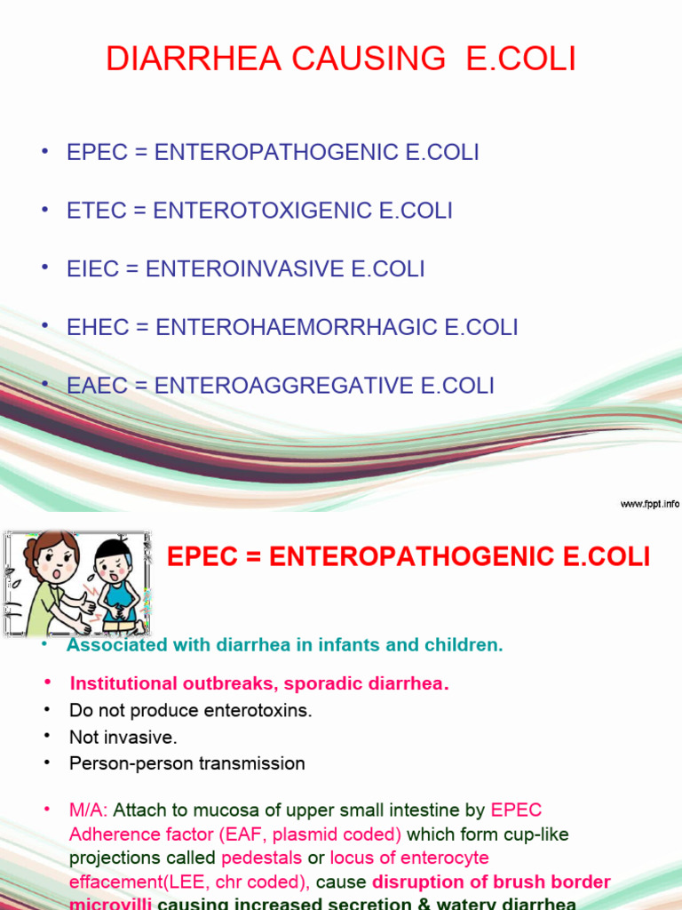 E.Coli PPT - 3 | Download Free PDF | Escherichia Coli | Diarrhea