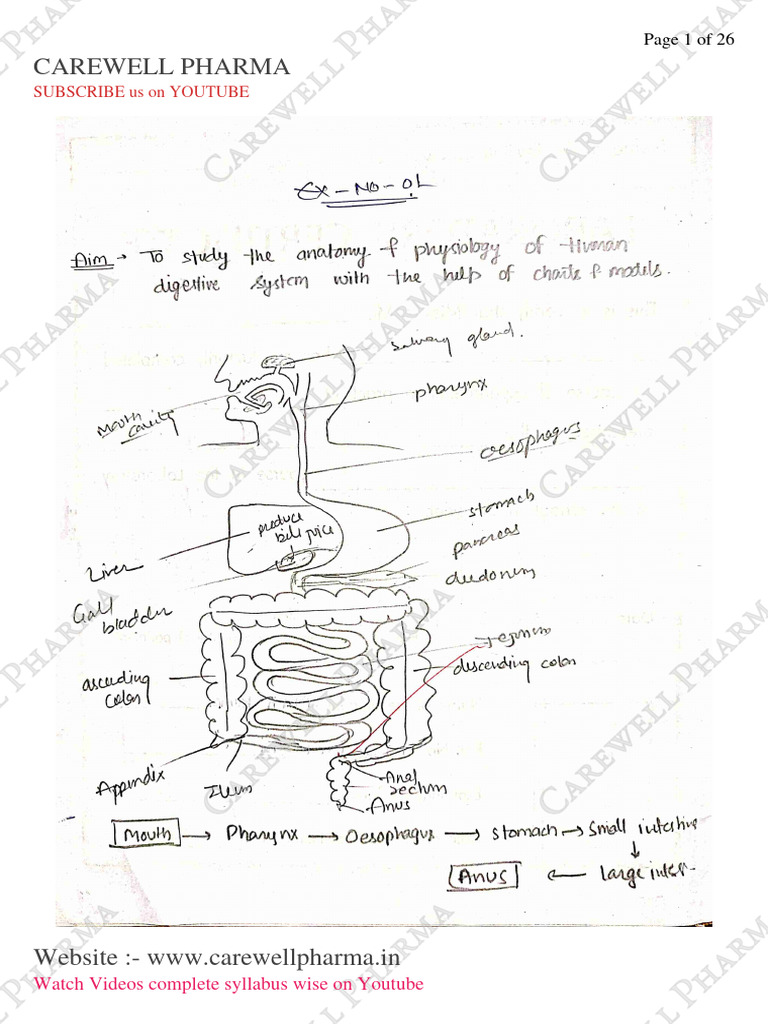 HAP-II Practical Carewell-Pharma | PDF | Digestive System | Stomach