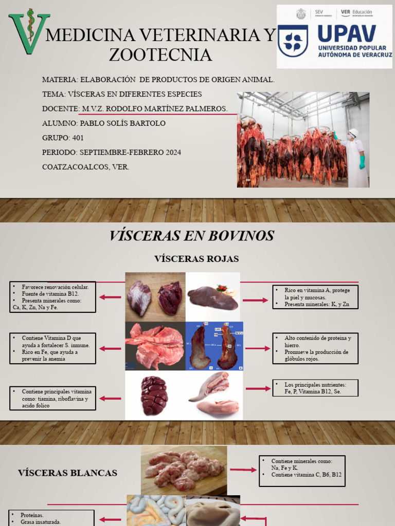 visceras y glandulas | PDF | Menudencias | Vitamina B12