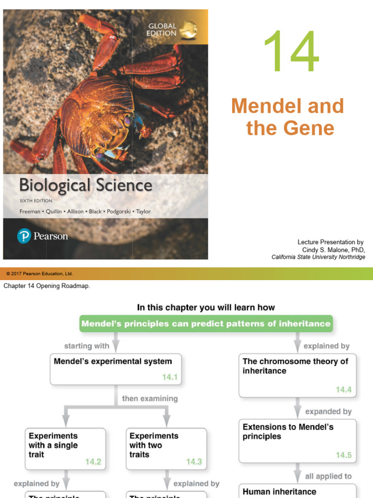 14 Lecture Presentation | PDF | Dominance (Genetics) | Zygosity