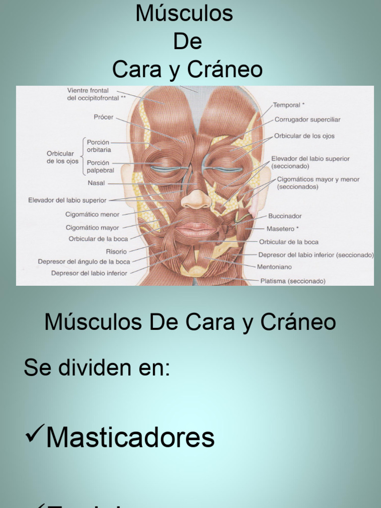 MUSCULOS DE CABEZA, CUELLO Y MUSCULOS INVOLUCRADOS A LA RESPIRACION ...