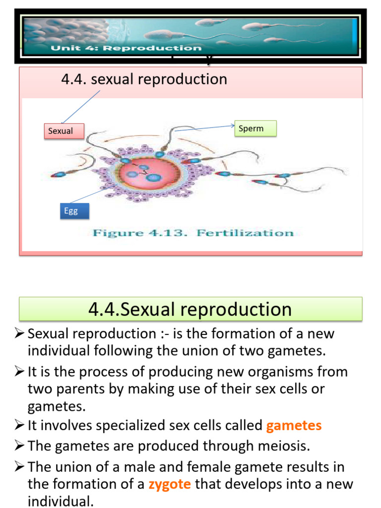 Overview of Sexual Reproduction and Puberty | PDF | Menstrual Cycle ...