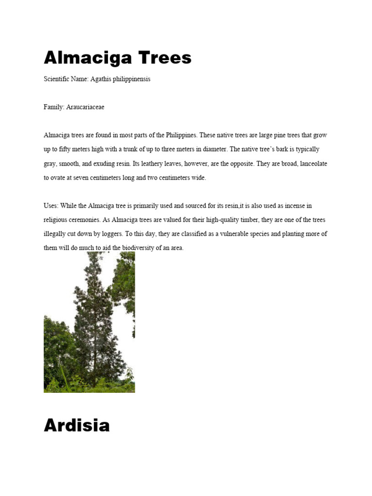 Almaciga Tree: Uses and Characteristics | PDF | Trees | Plants
