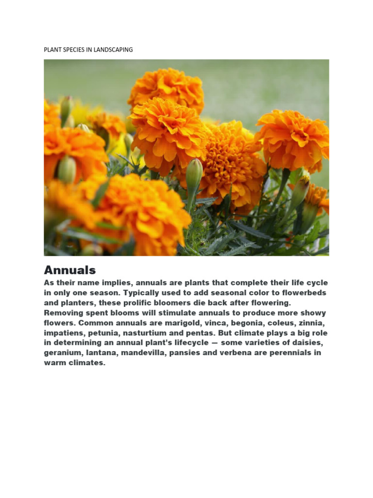Types of Plants for Landscaping | PDF | Leaf | Shrub