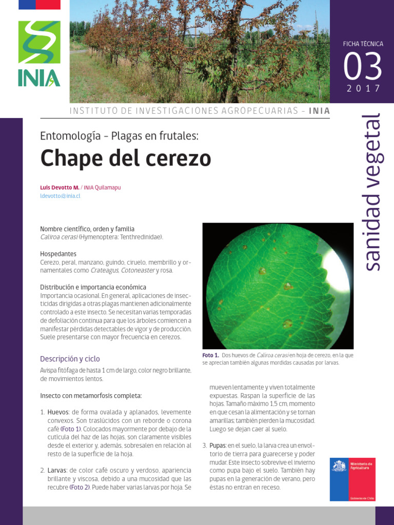 Ficha Técnica INIA #03 | PDF | Crisálida | Hoja