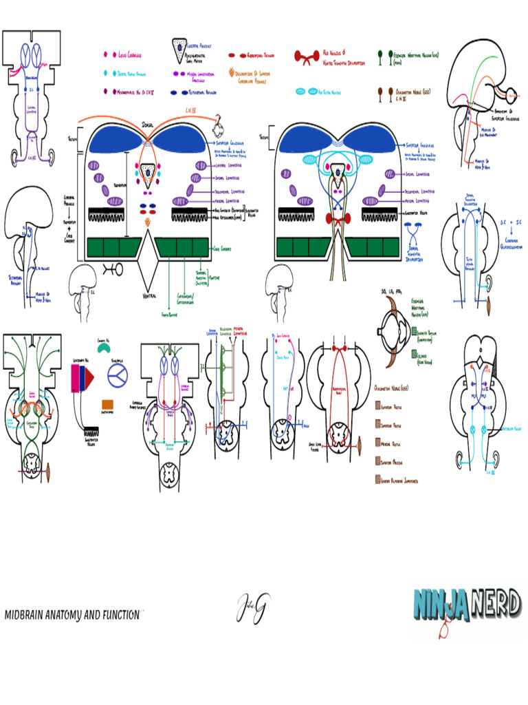 Brain Midbrain Anatomy and Functions Illustration Atf | PDF