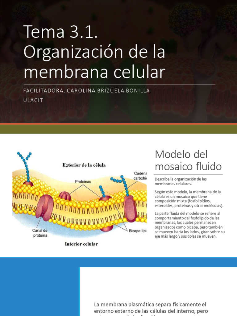 Tema+3.1+Organizaci%C3%B3n+de+la+membrana+celular | PDF | Membrana ...