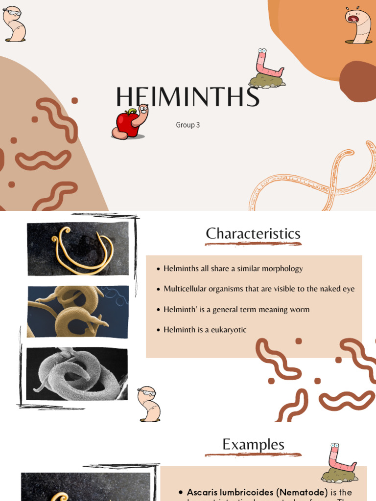 Group 3 FINAL | PDF | Medical Imaging | Abdomen
