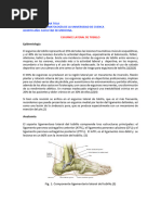 El Proceso de Stieda | PDF | Tobillo | Cirugía