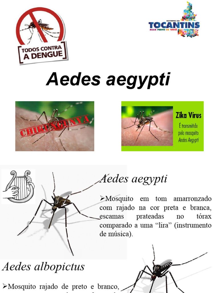 Características e Ciclo de Vida do Aedes | PDF | Aedes aegypti | Vírus ...